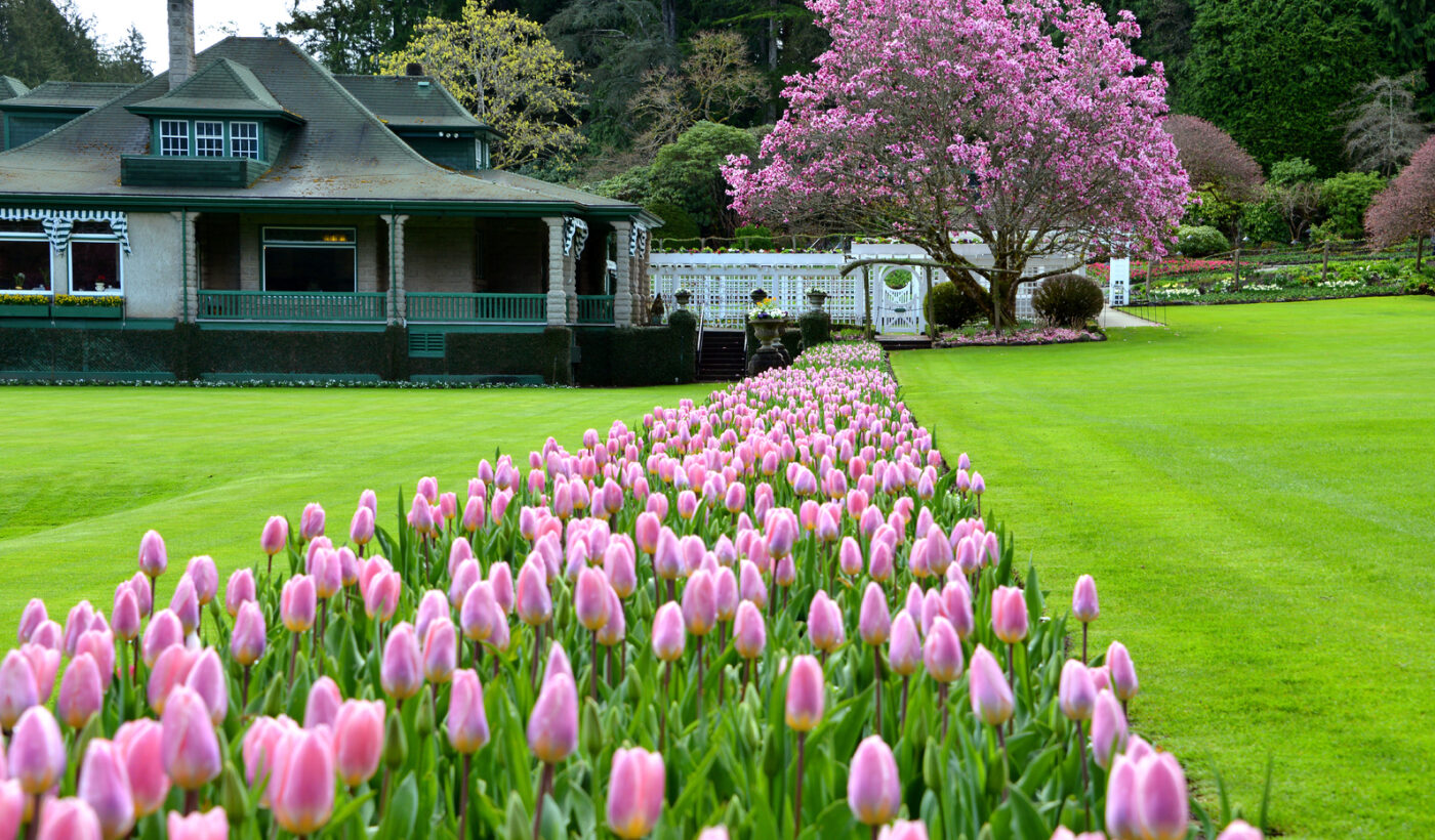 What's in Bloom Now? Garden Updates April 12 - 26 - The Butchart Gardens