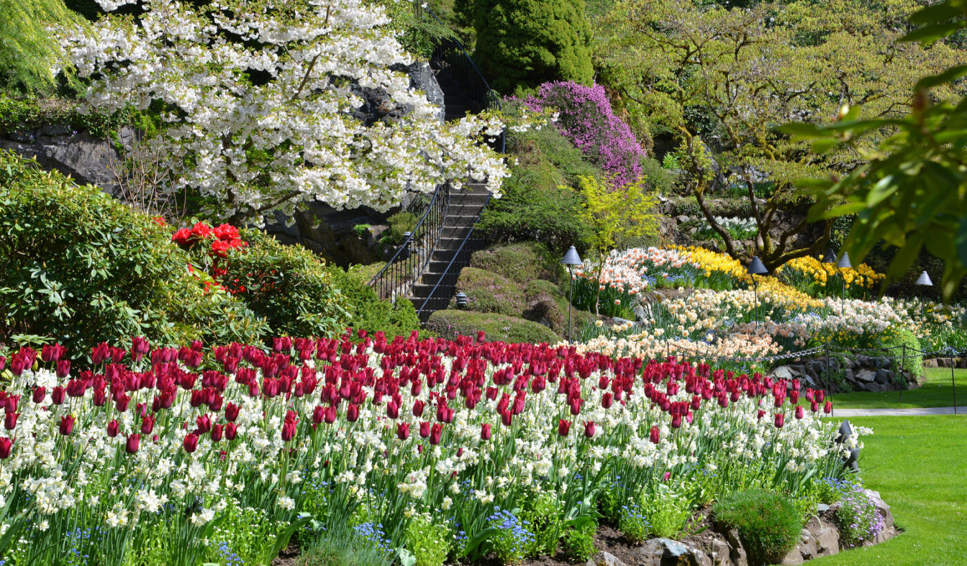 What's in Bloom Now? Garden Updates April 27 - May 2 - The Butchart Gardens