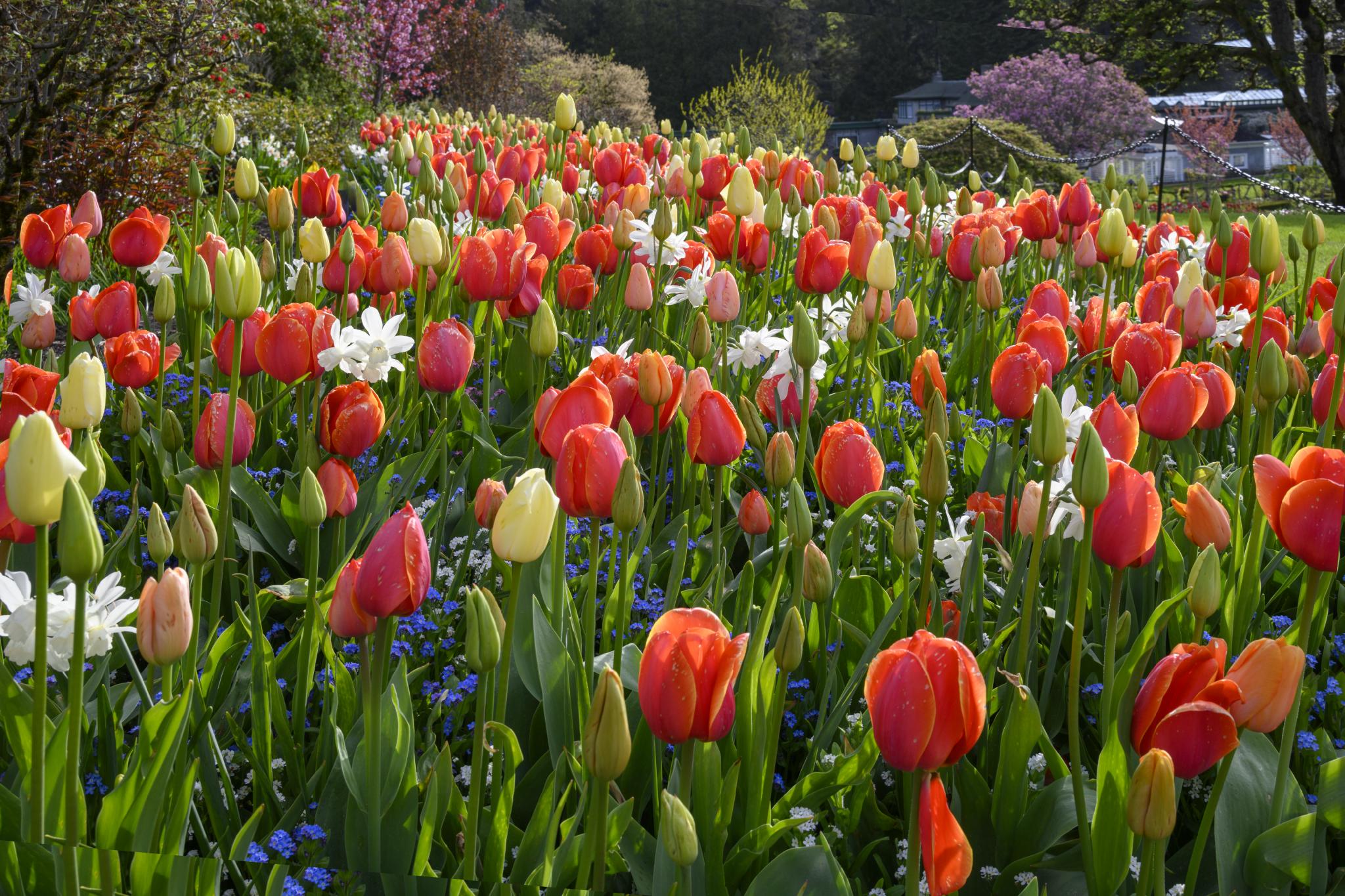 Spring Garden Insights 2025 - The Butchart Gardens